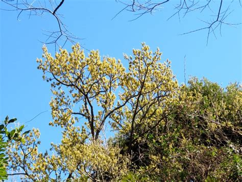 ヤシャブシの雌花 徒然絵日記