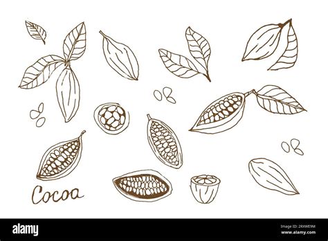 Cocoa Set Hand Drawn Sketch Cocoa Beans Vector Stock Vector Image Art Alamy