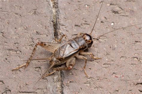 蟋蟀科 Gryllidae 积分昆虫学标本照片库