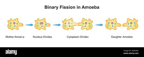 Binary Fission In Bacteria Animation