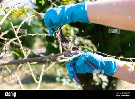 Woman Pruning Tree Hi Res Stock Photography And Images Alamy