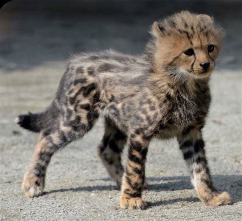 Adorable King Cheetah Cub