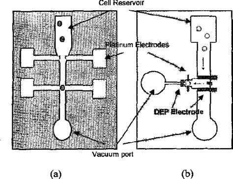 Figure 1 From A Micro System Using Dielectrophoresis And Electrical Impedance Spectroscopy For