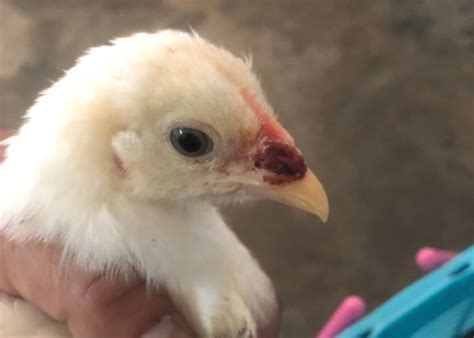 Chicken Wound Care First Aid For Injured Chickens The Happy Chicken