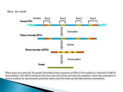 Gene Expression And Regulation Pptx