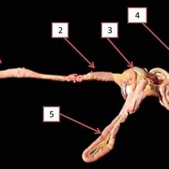 Photograph Illustrates The Tubular Organs Of The Digestive Tract Of