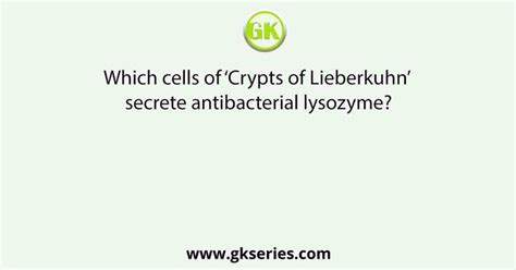 Which Cells Of ‘crypts Of Lieberkuhn Secrete Antibacterial Lysozyme