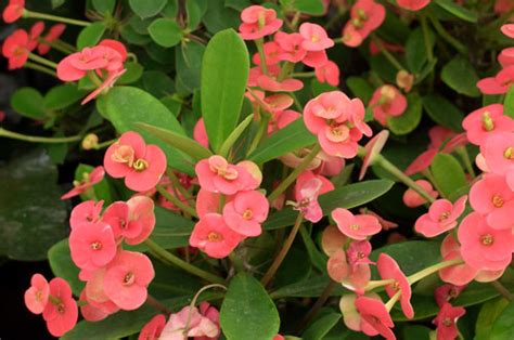 Осторожно эти комнатные растения ядовиты