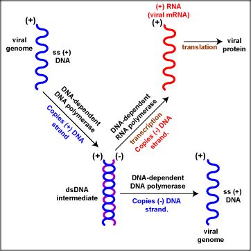 BIOL 230 Lecture Guide Production Of Viral MRNA From A SsDNA Viral Genome