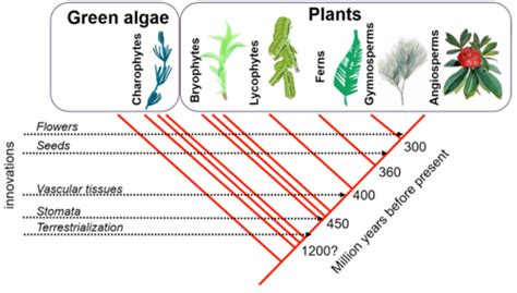 Plant Diversity Flashcards Quizlet