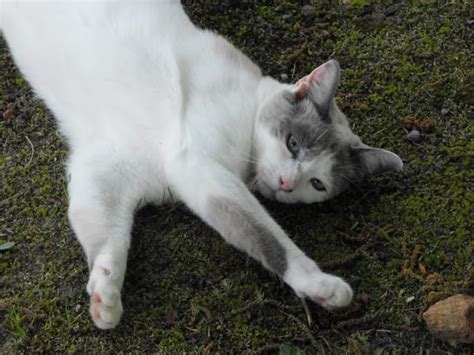 Queen Chi 3 By Xobellalovelaceox On Deviantart