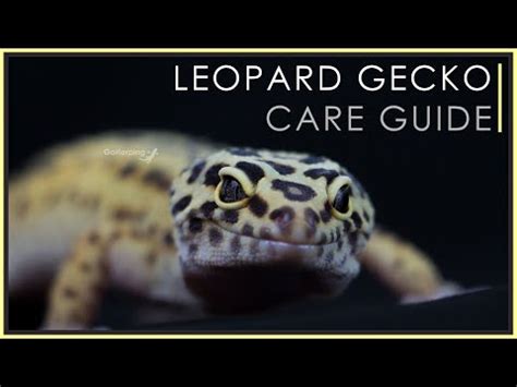 How Much Does A Leopard Gecko Cost Initial And Yearly Cost Breakdown