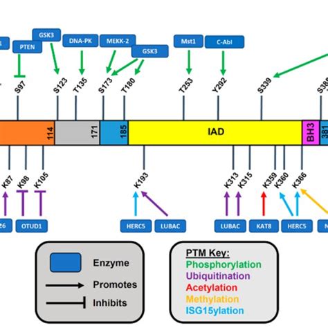 Activation Of Irf3 By Posttranslational Modifications Human Irf3 And