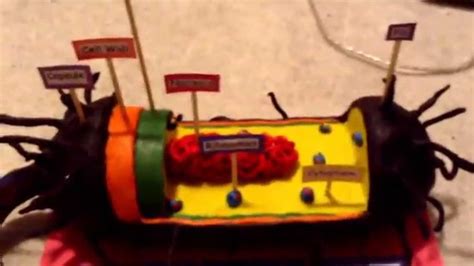 Bacteria Cell Labeled