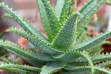 How Fast Does Aloe Vera Grow Tips For Faster Growth Smart Garden And