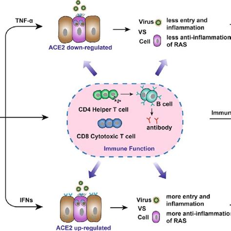 Pdf Advances In Research On Ace2 As A Receptor For 2019 Ncov