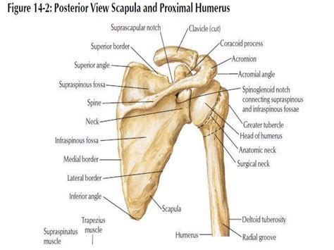 Proximal Humerus Fractures Pptx