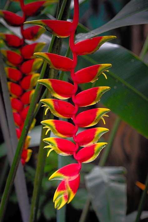 Heliconia Caribaea Helikonie Purpurea Familie Der Helikoniengewächse