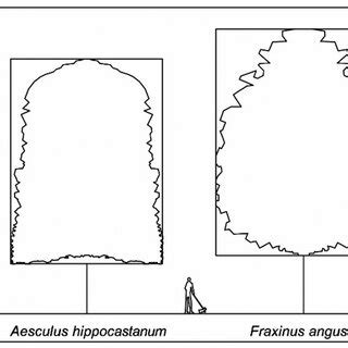 Model Of Tree Crowns Of Four Common Species At 60 Years M 1 200 Download Scientific Diagram