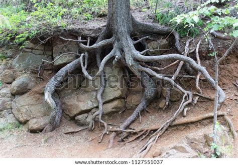 Clinging Roots Images Stock Photos Vectors Shutterstock