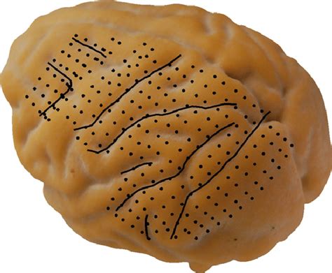Three Dimensional Plastic Model Of The Macaque Brain Made By Using MRI Download Scientific