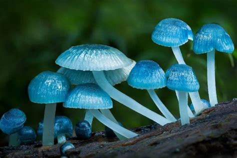 Introduction To The Mushroom Farmer A Blog From Mentis