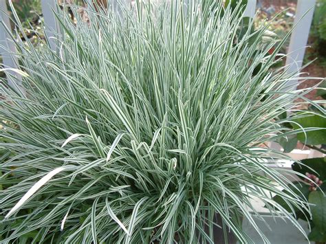 Variegated Bulbous Oat Grass Variegated Selections Water Shapes