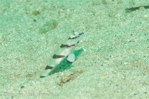 キツネメネジリンボウ ダイバーの海水魚図鑑 Shiny Ace