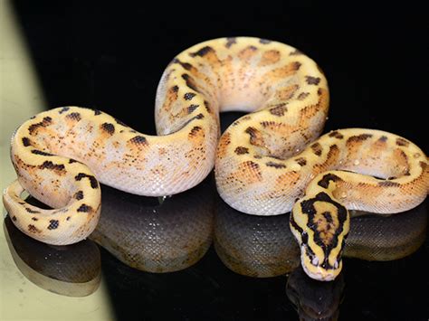 Nuclear Spinner Ball Python
