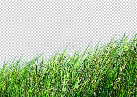 Premium Psd Grass Isolated Transparency Background