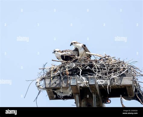 Osprey Male And Female In Nest Stock Photo Alamy