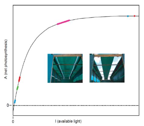 Theoretical Light Response Curve For Seedlings Growing Under The Four Download Scientific