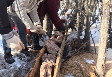 Халиун буга бор гөрөөсний тархац нутагт өвс хужир байршуулжээ