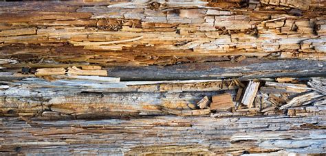 What Causes Dry Rot In Timber Damp Proofing Wirral