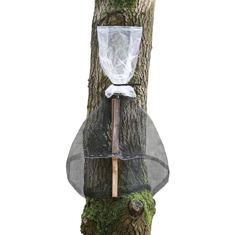 Reviews For Spotted Lanternfly Tree Trap Catch Lanternfly Without