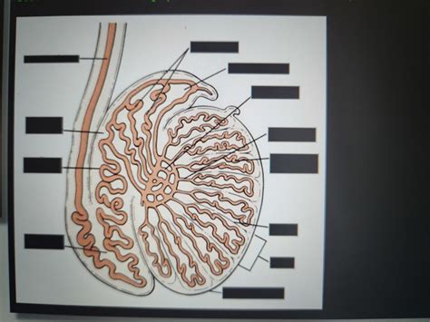 Male Epididymis Diagram Quizlet