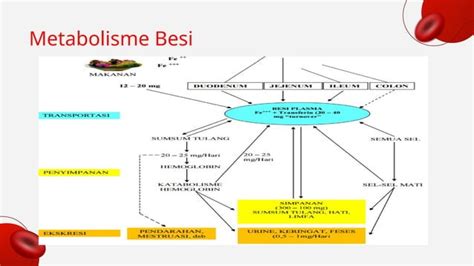 Resiko Anemia Ketika Mestruasi Pada Perempuan PPT