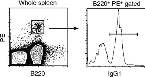 Flow Cytometric Detection Of Memory B Cells Adult BALB C Mice Were Download Scientific Diagram