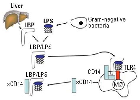 Lipopolysaccharide Binding Protein