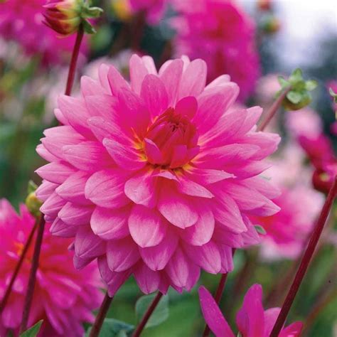 Dalia Piante Da Giardino Coltivare Dalia
