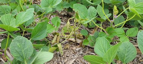 Phytophthora Root And Stem Rot Cropwatch Nebraska
