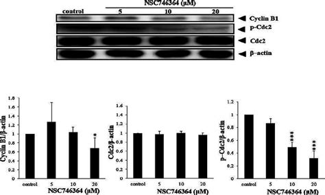 regulation of nsc746364 on the expression level of cyclin b1 cdc 2
