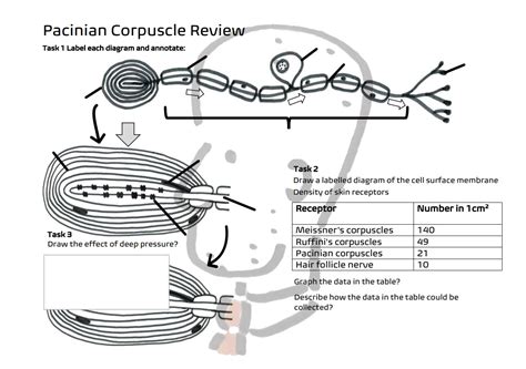 Pacinian Corpuscle Diagram