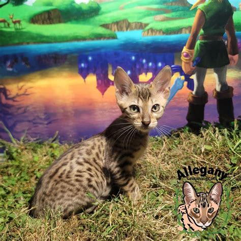 F4 Sbt Female Savannah Tetra Female Savannah Kitten For Sale In