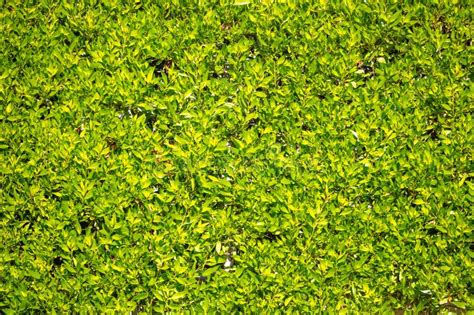 Green Leaves On A Hedge Stock Image Image Of Bush 271669983