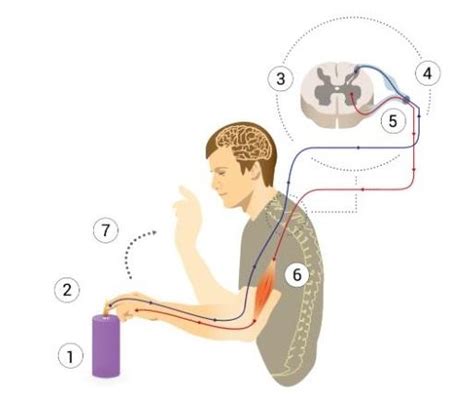 ¿qué Es Reflejo En Psicologia La Psicología Del Reflejo Persona