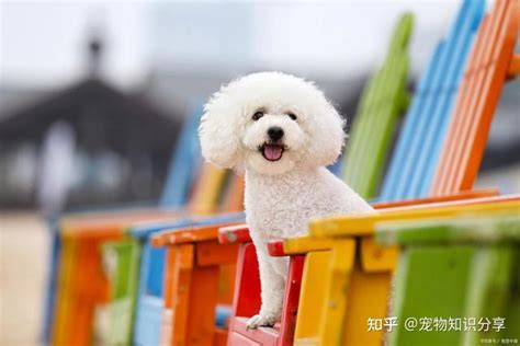 十大便宜好养的小型犬喜欢狗狗的看过来 知乎