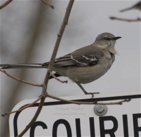 Northern Mockingbird Facts Behavior Habitat Song And Photos