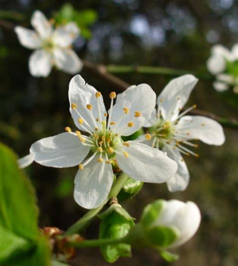 pyx — python graphics package