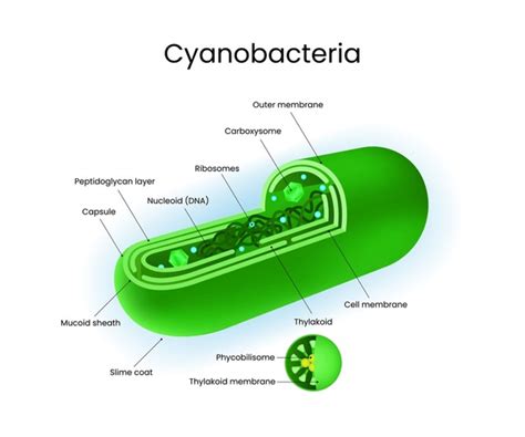 Cyanobacteria Cell Over 289 Royalty Free Licensable Stock